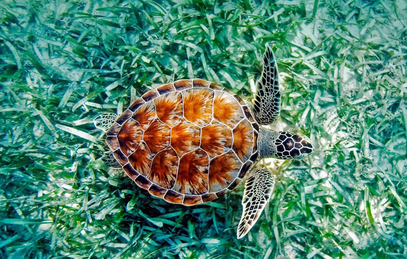 Sea Turtles: Magical ocean ambassadors – Author Anne Montgomery